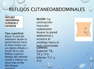 reflejos Nerviosos semiologia Neurologia Medicina | PPTX