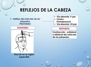 reflejos Nerviosos semiologia Neurologia Medicina | PPTX