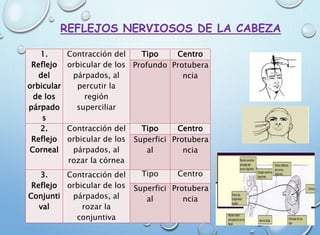 reflejos Nerviosos semiologia Neurologia Medicina | PPTX