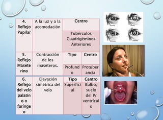 reflejos Nerviosos semiologia Neurologia Medicina | PPTX