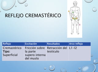 reflejos Nerviosos semiologia Neurologia Medicina | PPT