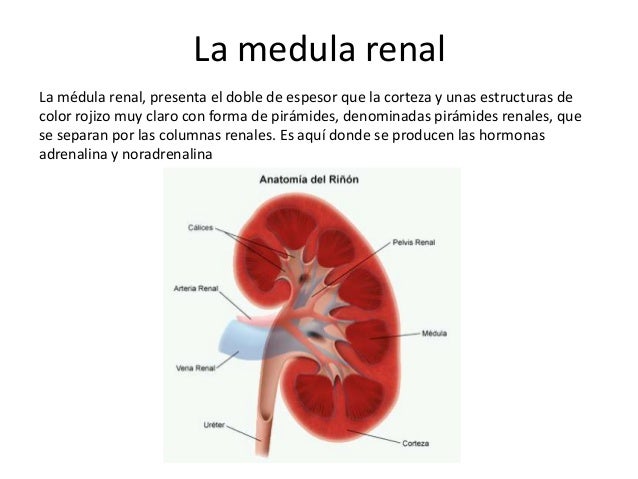 EXCRECIÓN EN ANIMALES Y EN EL HOMBRE