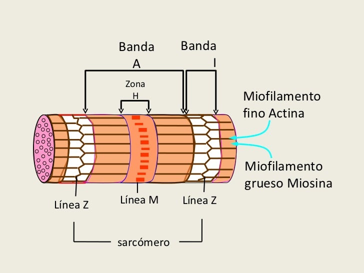 Trabajo, potencia y energía