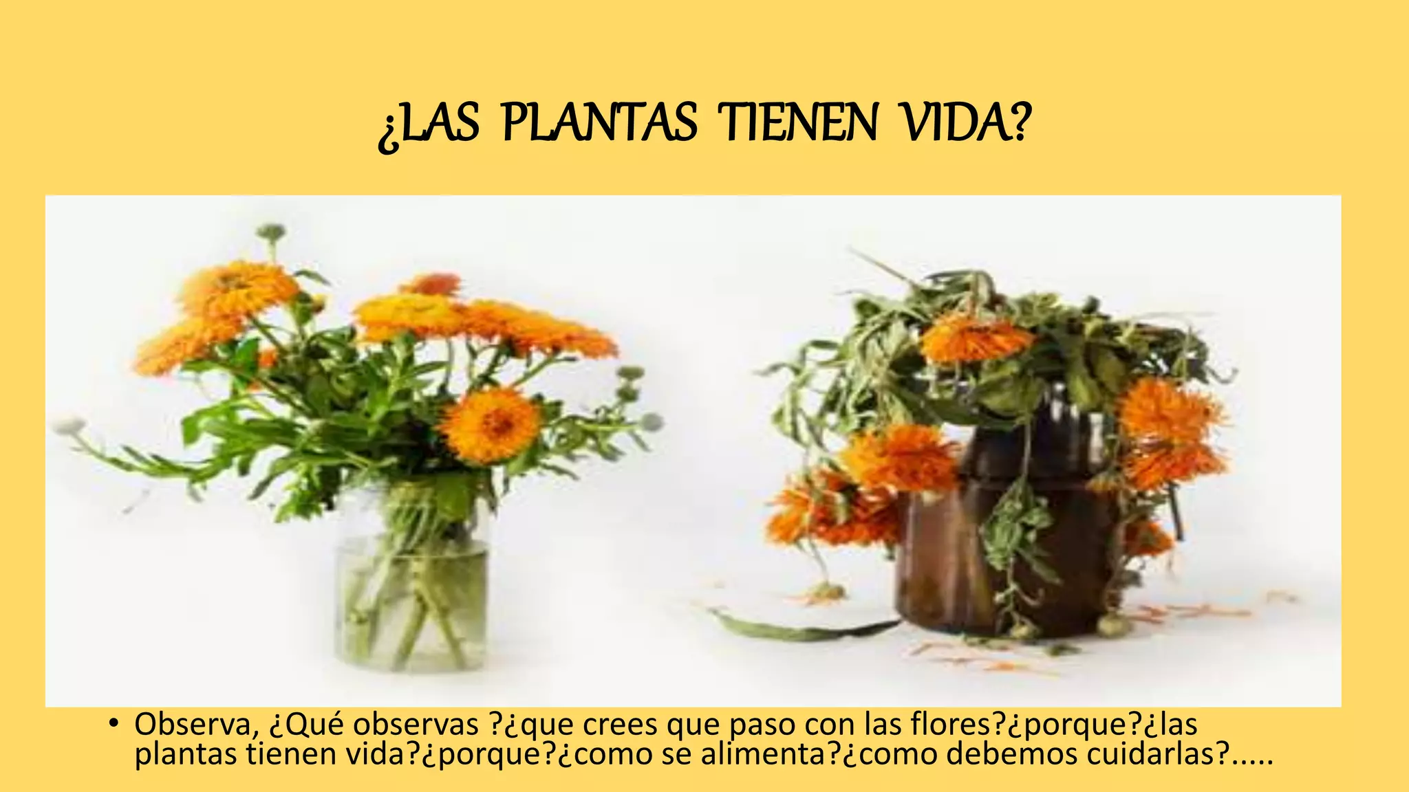 Cuidado De Las Plantas Ppt