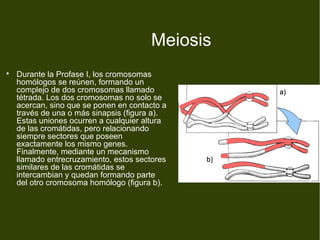 mitosis y meiosis | PPT