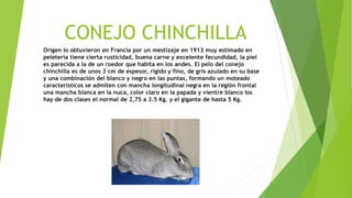 cunicultuira | PPTX