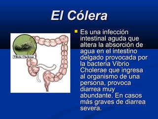 Trabajo Práctico: COLERA | PPT