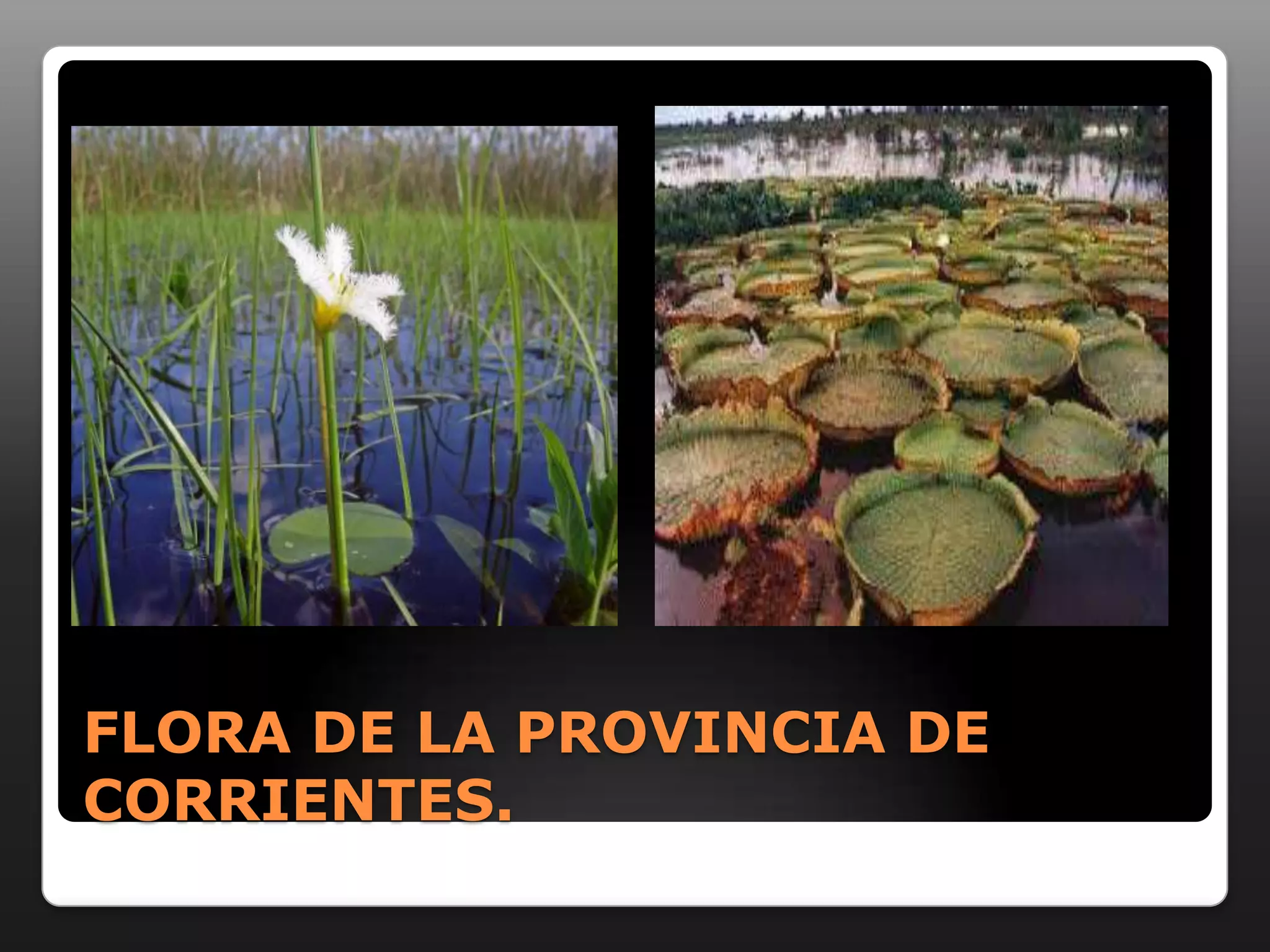 Trabajo practico de geografía provincia de corrientes. acosta celena | PPTX