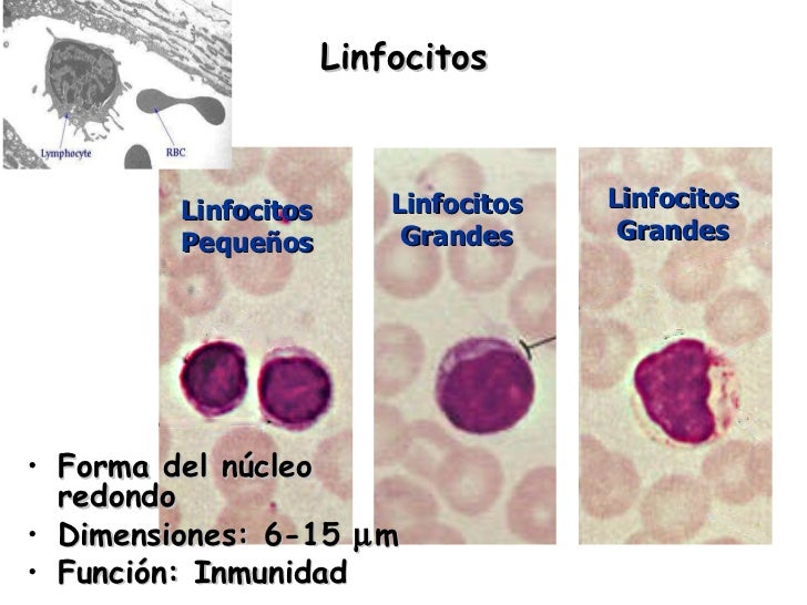 PRESENTACION DE SANGRE