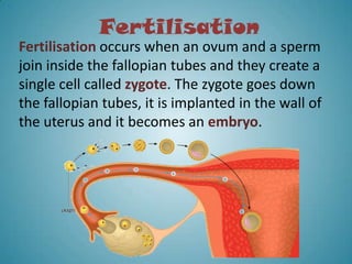 Human reproduction | PPSX