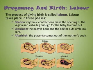 Human reproduction | PPSX