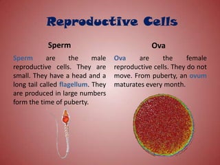 Human reproduction | PPSX