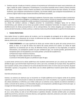 Trabajo tejidos vegetales | DOCX
