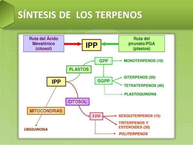 terpenos síntesis y aplicaciones