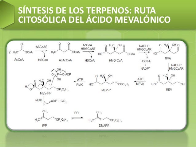 terpenos síntesis y aplicaciones