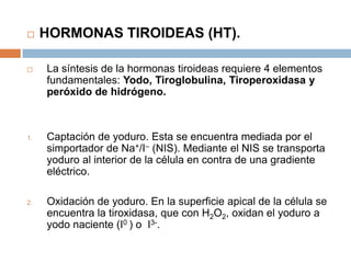 Fisiología de la glándula tiroides | PPTX