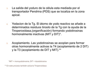 Fisiología de la glándula tiroides | PPTX