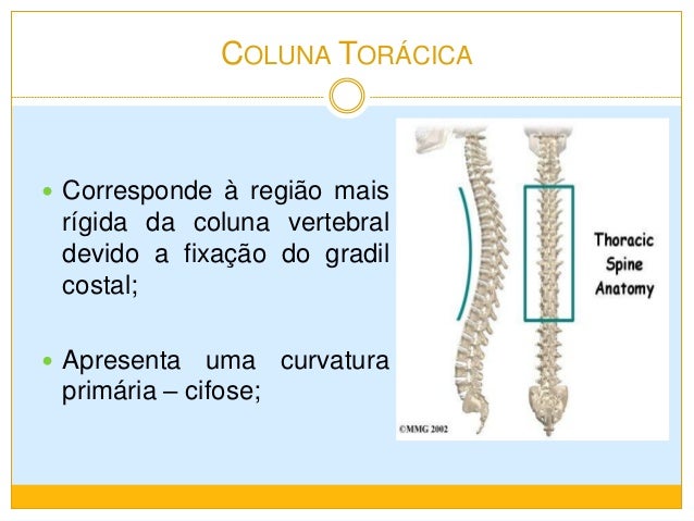 Cinesiologia - Coluna Toracolombar