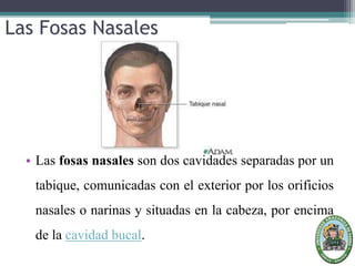 Trabalho-Fosas Nazales.pptx