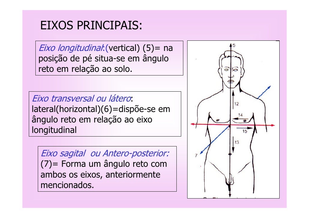 Trabalho Anatomia