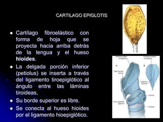 TRABALHO ANATOMIA LARINGE.ppt