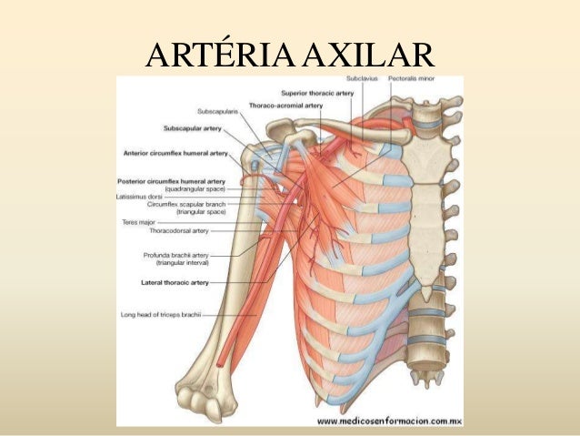 Trabalho axila e plexo braquial (2)