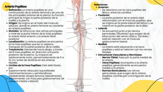 trabalho de anatomia artérias poplitea e femoral | PDF