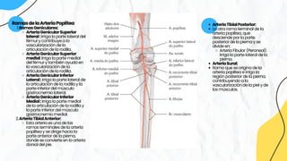 trabalho de anatomia artérias poplitea e femoral | PDF