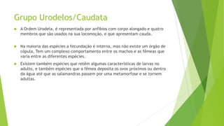 Trabalho de Biologia - Anfíbios. (incompleto) | PPTX