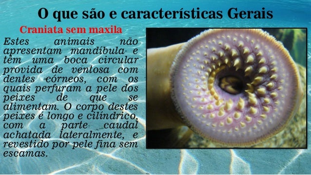 Craniata sem maxilas e Gnatostomados