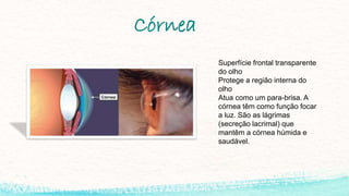 Quimica-o olho e a visão | PPTX