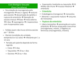 Trabalho de parasitologia: Toxoplasma gondii. | PPTX