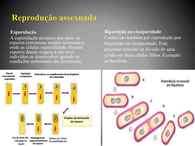 Reprodução e desenvolvimento dos animais | PPTX