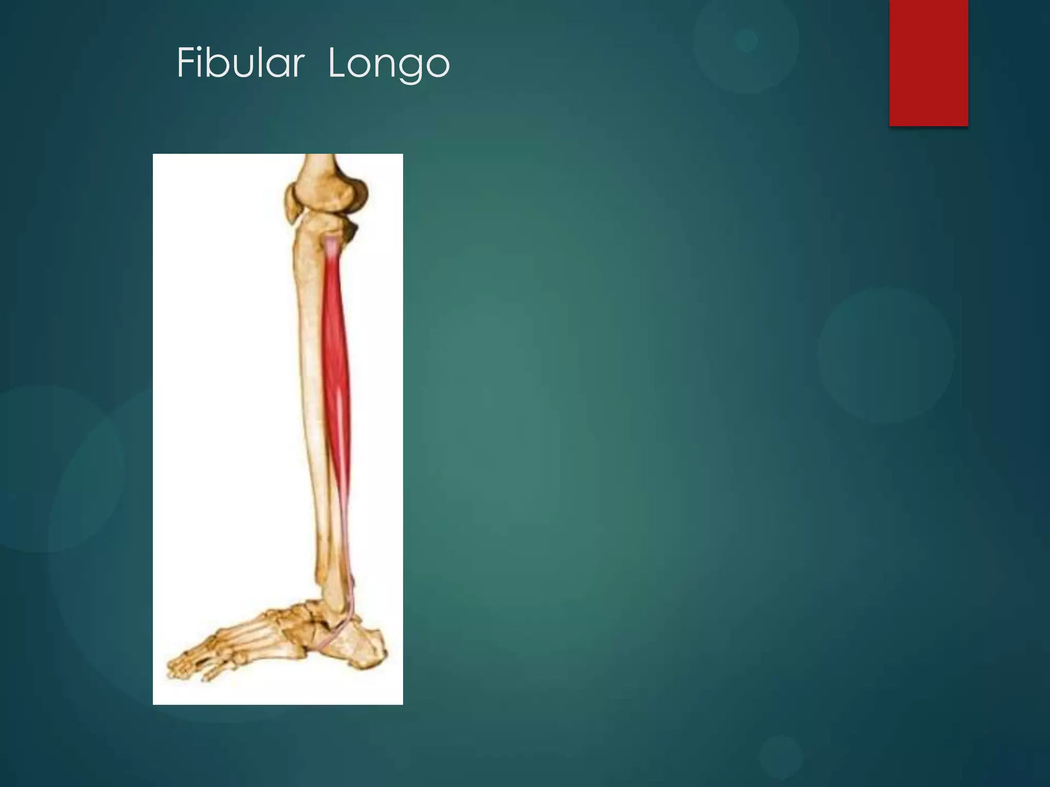 Trabalho musculos posteriores e abdutores da perna | PPT
