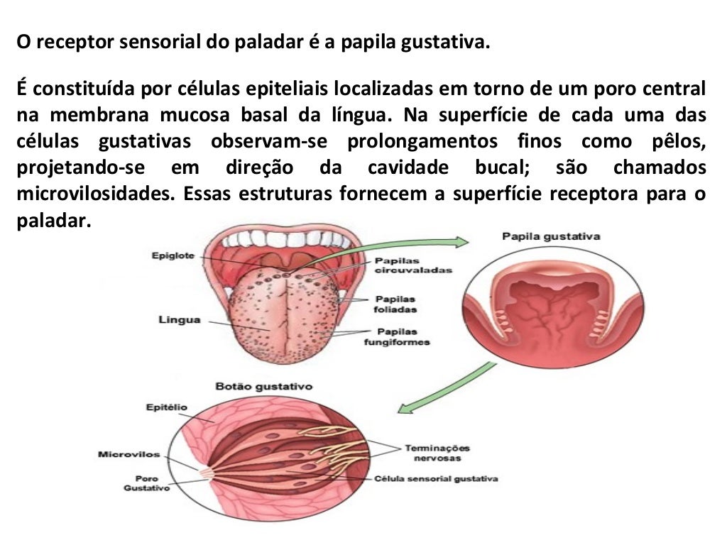 O Que é O Paladar - BINKEDU