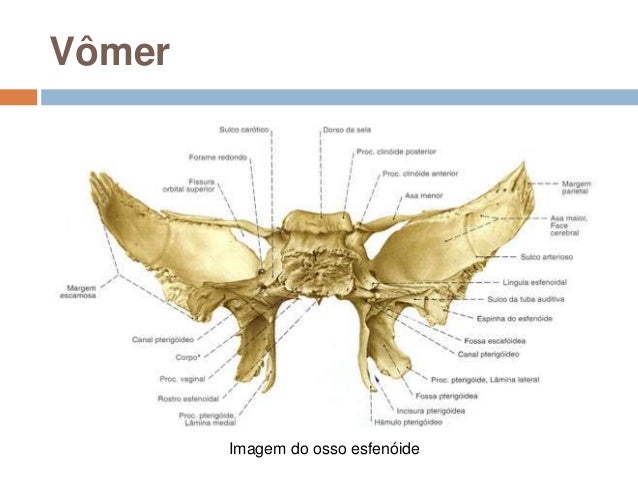 Trabalho viscerocrânio