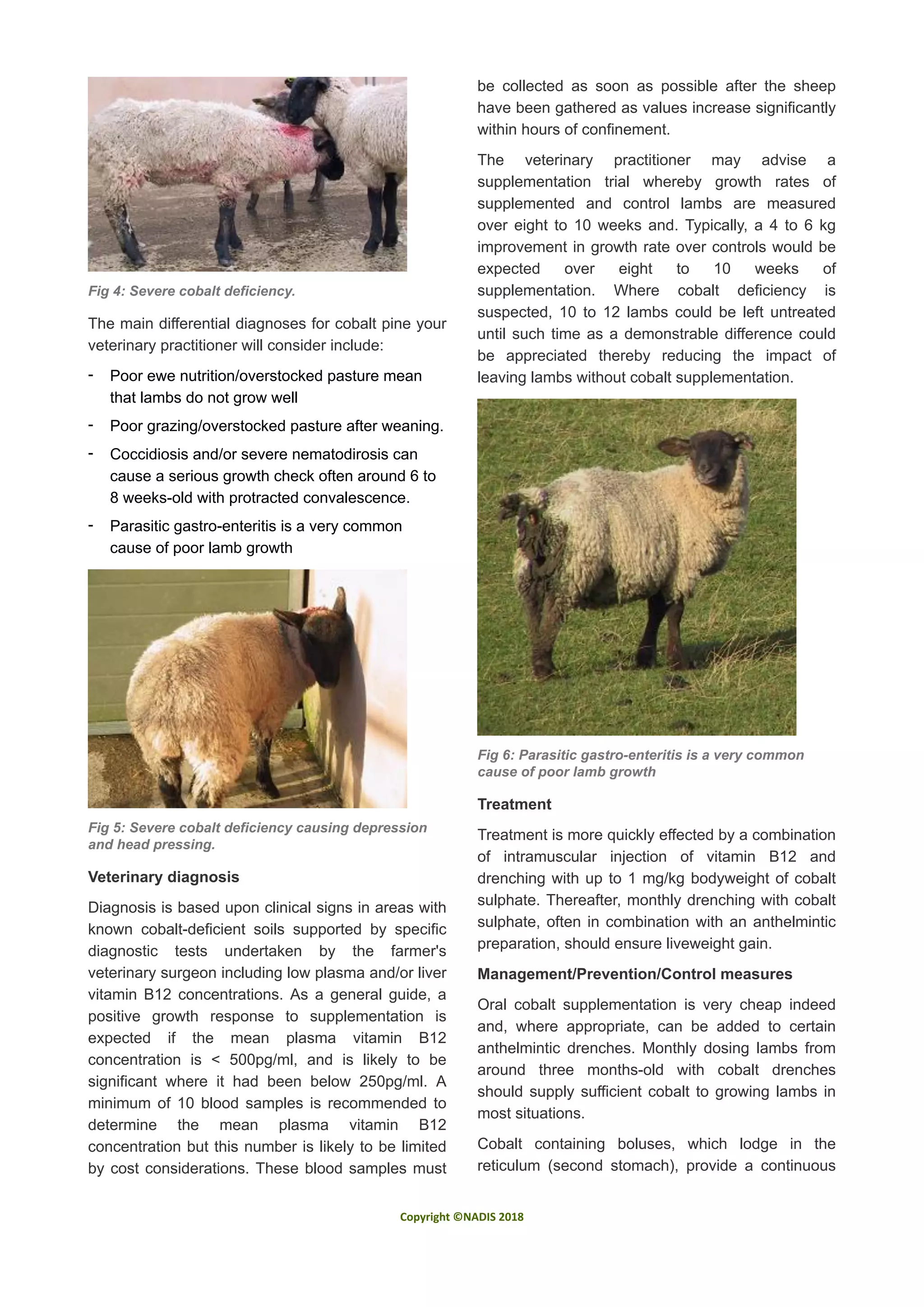 Trace element deficiencies in sheep | PDF