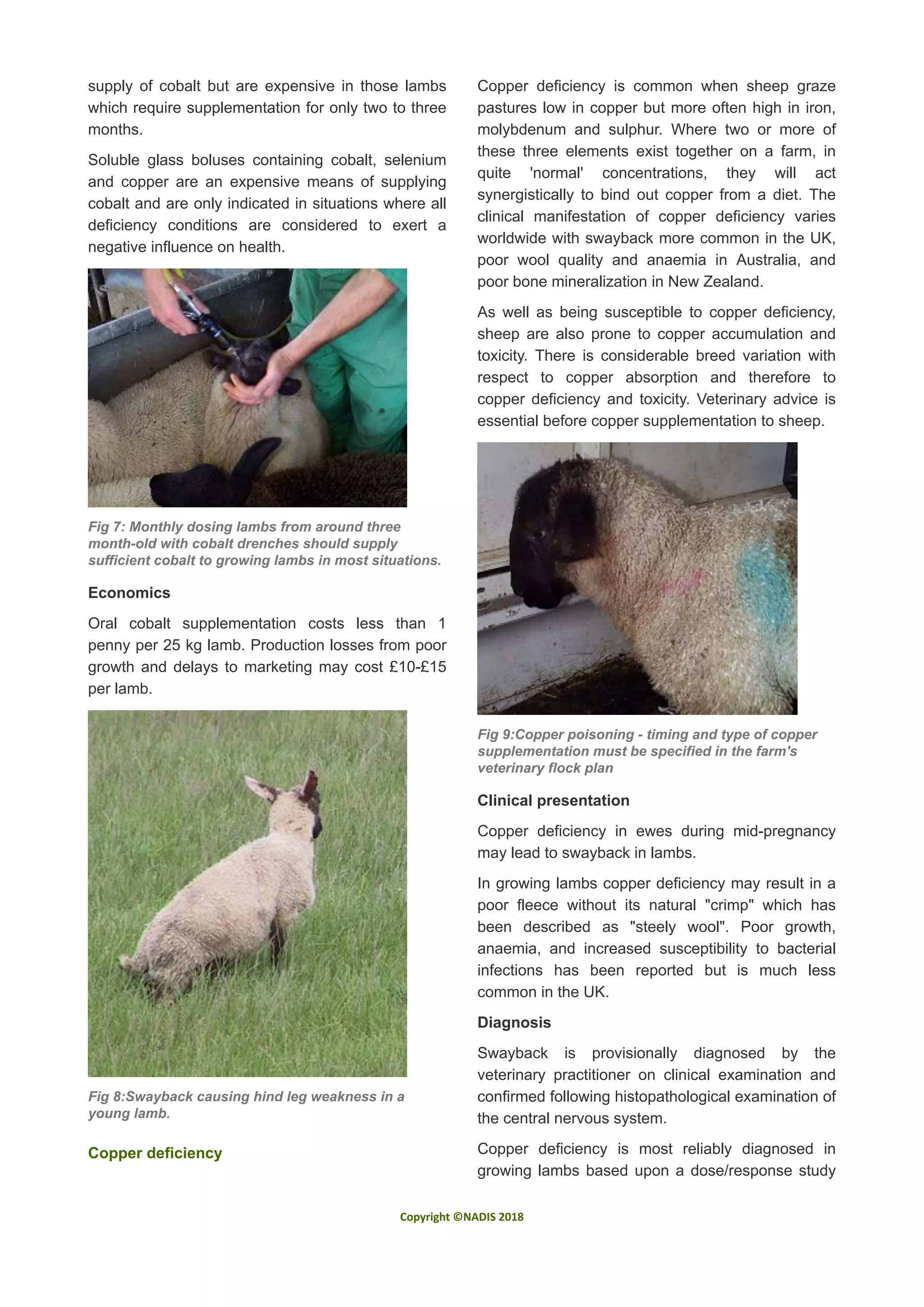 Trace element deficiencies in sheep | PDF
