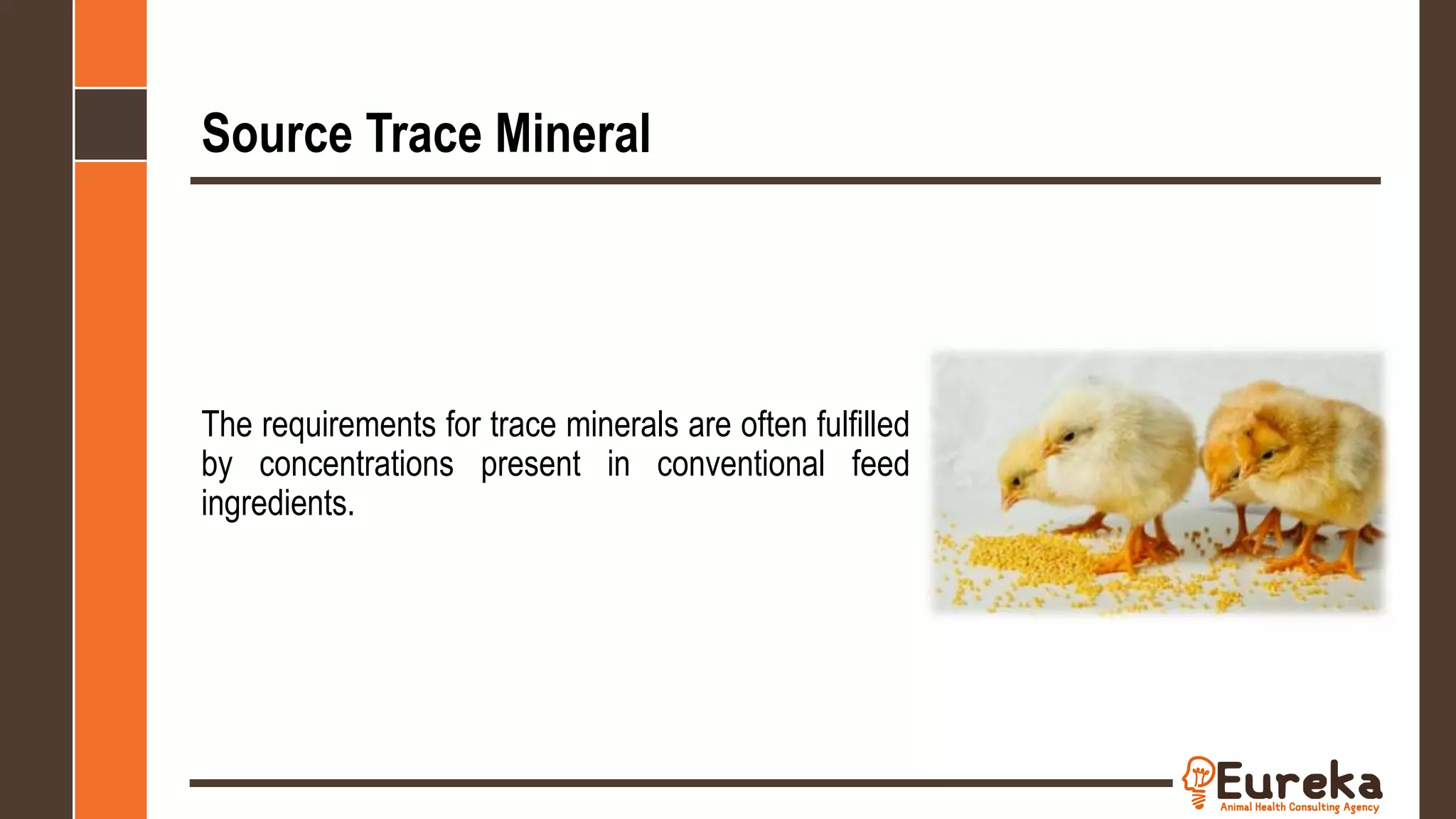 Trace Minerals in Poultry.pptx