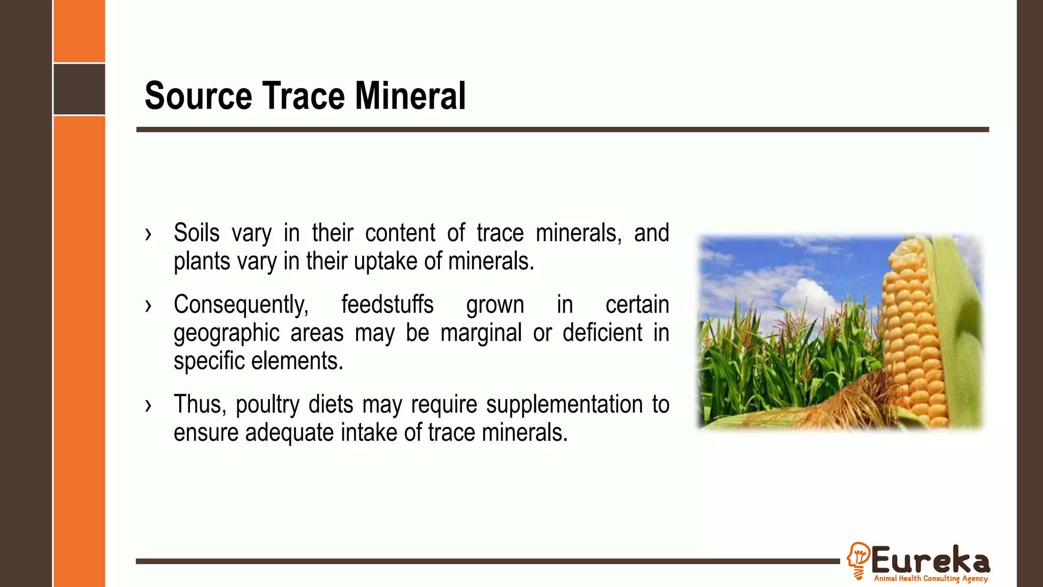 Trace Minerals in Poultry.pptx