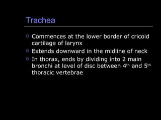 Tracheea | PPT