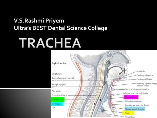 Trachea | PPTX | Lung and Respiratory Health | Diseases and Conditions