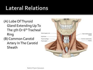 Trachea | PPTX