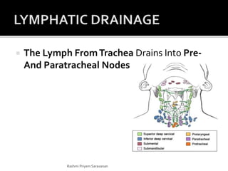 Trachea | PPTX