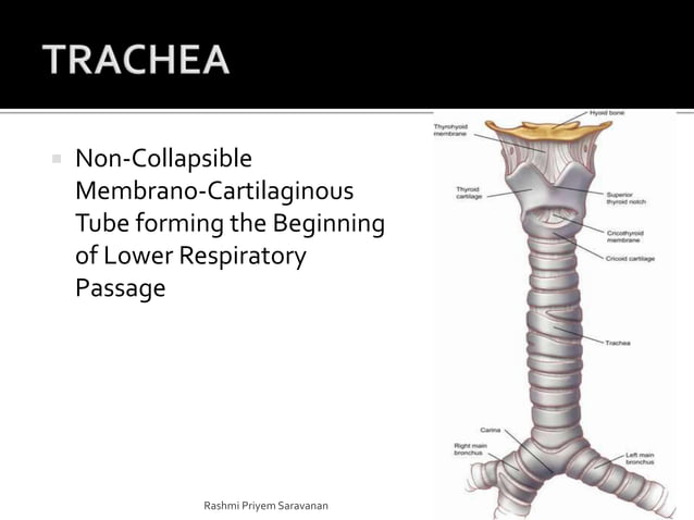 Trachea | PPTX | Lung and Respiratory Health | Diseases and Conditions