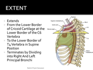 Trachea | PPTX