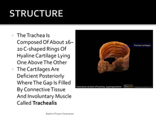 Trachea | PPTX