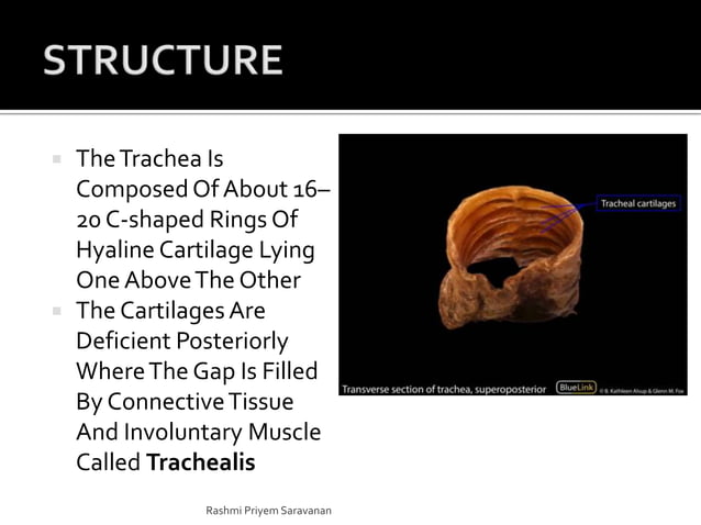 Trachea | PPTX | Lung and Respiratory Health | Diseases and Conditions
