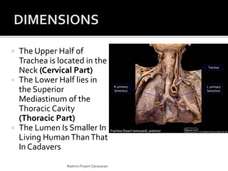 Esophagus And Trachea Cadaver