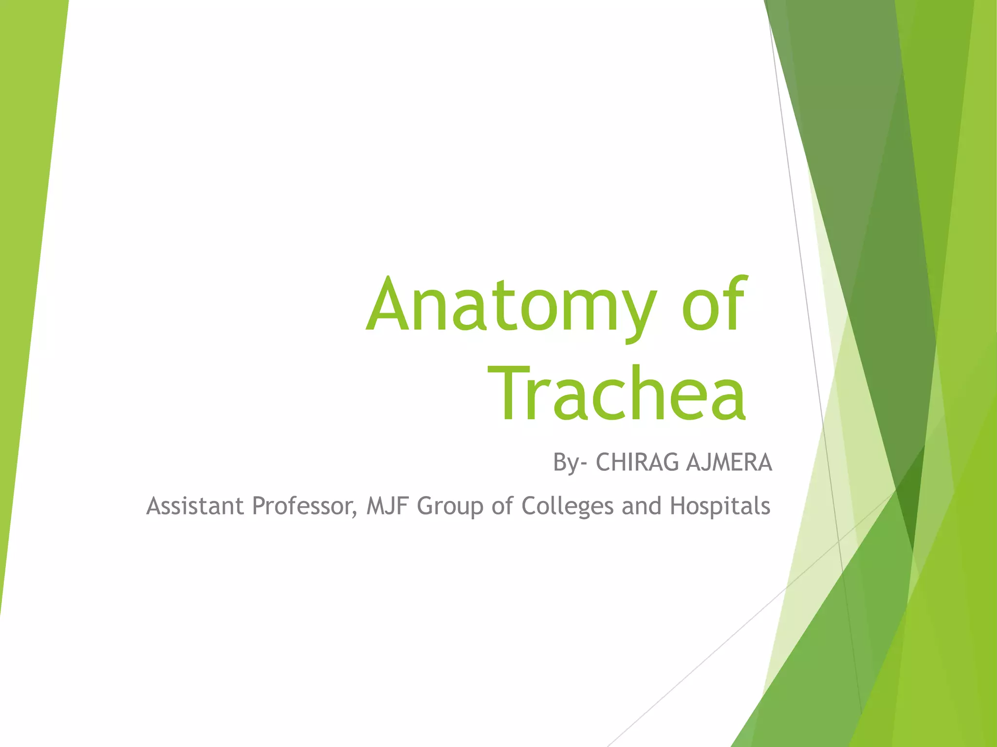 Anatomy Of The Trachea Powerpoint Diagram Anatomy